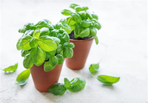 Pruning Basil Care Basics The Indoor Gardens