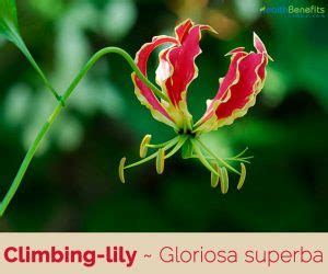 Facts About Climbing Lily Health Benefits