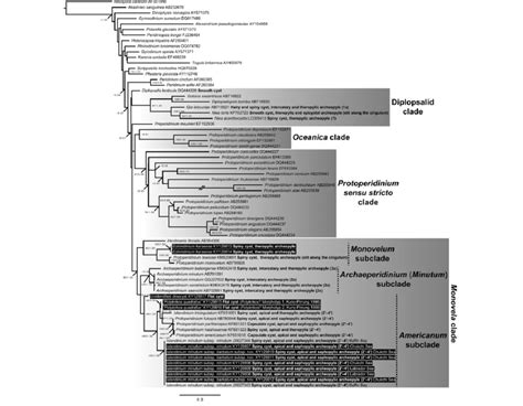 Maximum Likelihood Ml Phylogenetic Tree Based On 708 Aligned