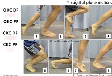 Okc Ckc Motions At Ankle Joint Diagram Diagram Quizlet