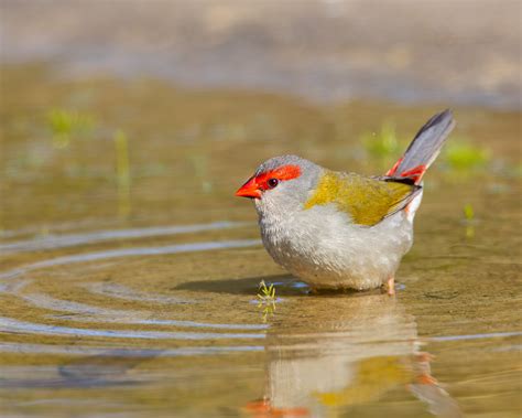 Red Browed Finch M Birdforum