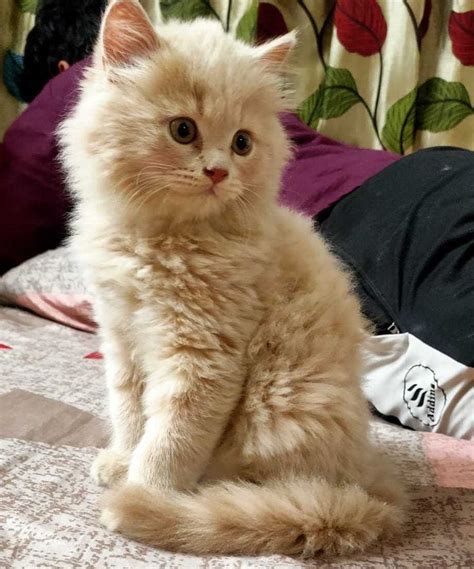 페르시안 고양이 성격 특징 유전병 털빠짐 — 스탁브레인 Ai 인물사진 무료 이미지사이트