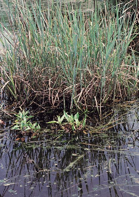Switchgrass Roots Native American Seed