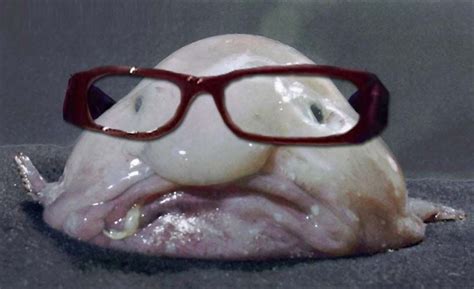 American Idol Season 8 Chops Blobfish Beautiful Creature Animal Shaming