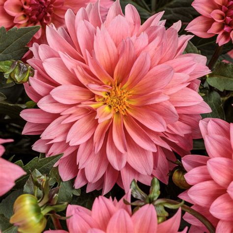 Virtuoso® Pinkerific™ Dahlia Variabilis Proven Winners
