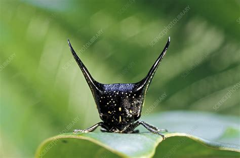 Treehopper Stock Image C006 8101 Science Photo Library