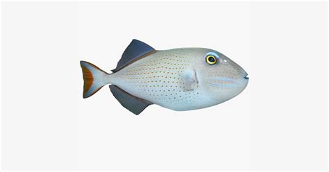 Spotted Triggerfish Lateral View 3d Incl Aquatic And Fin Envato