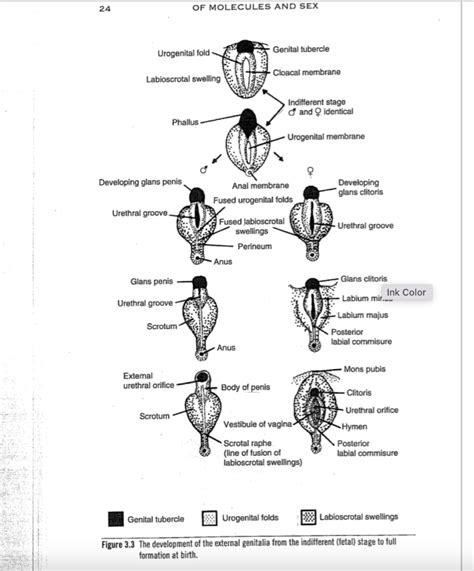 Solved 1 We Usually Discuss Sex As A Dichotomous Variable