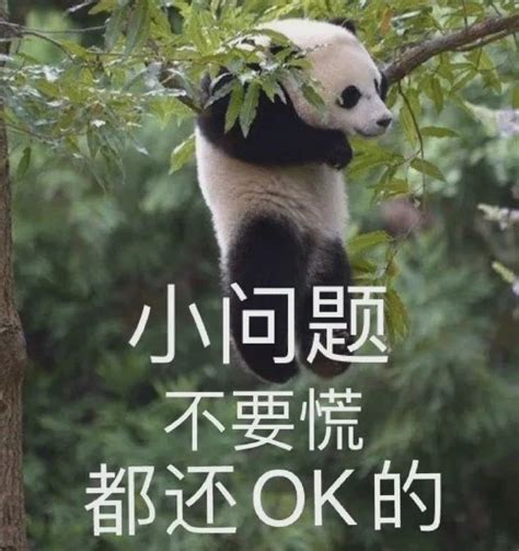 大熊猫趴在树枝上快要掉下去了说小问题 不要慌 都还OK的表情包图片gif动图 求表情网 斗图从此不求人