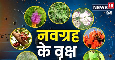 शनि मंगल और राहु दोष दूर करेंगे ये पौधे नवग्रहों की शांति के लिए