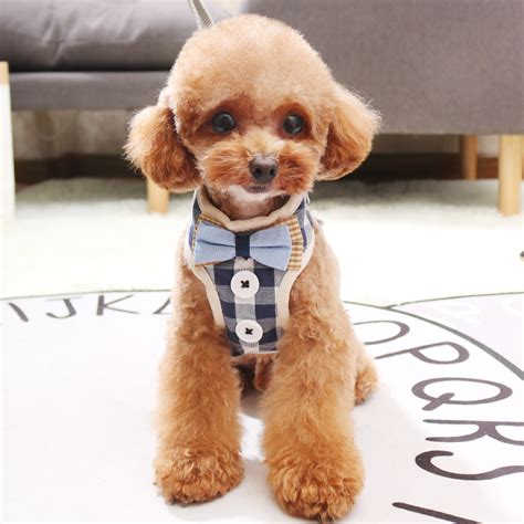 狗狗牵引绳小型犬狗链子中型泰迪博美狗绳背心式遛狗绳宠物拴狗绳虎窝淘