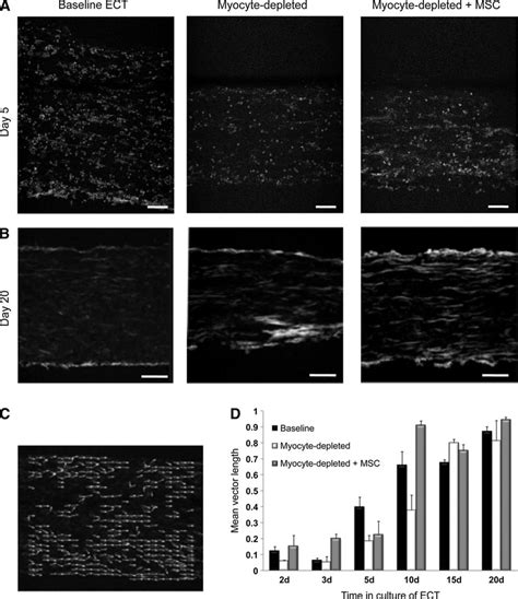 Quantification Of Cell Orientation Over Time In Ect A B Confocal Download Scientific