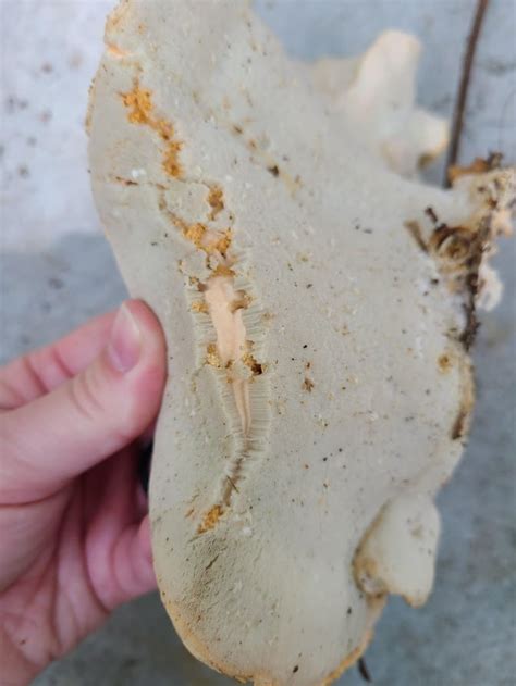 What Are These Monster Twins R Mycology