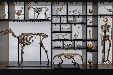 Best Practices When Selecting Bone Samples Isobar Science