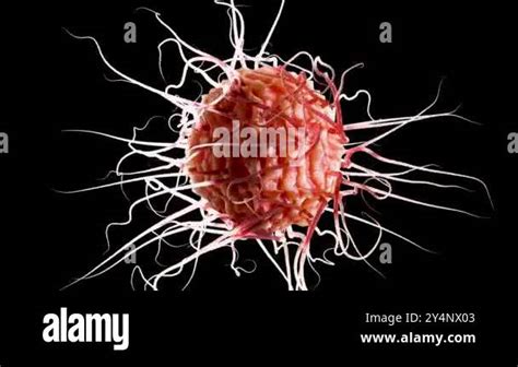 Peritrichous Bacteria With Lot Of Flagellum Harmful Bacillus With Long