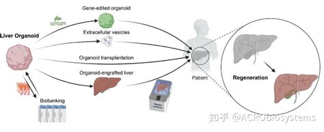 【类器官应用篇】肝脏类器官：推进疾病研究与药物开发的仿生工具 知乎