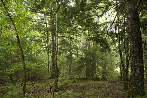 Canadian Land For Sale In Ontario Nova Scotia And New Brunswick