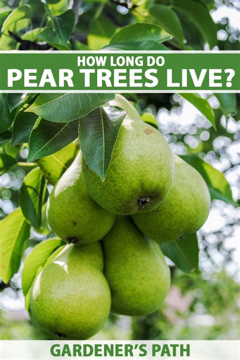 Pear Tree Lifespan How Long Do These Trees Live