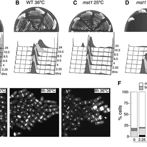 —characterization Of Temperature Sensitive Allele Ad Comparison Of Download Scientific