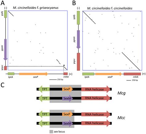 Defining The And − Sex Locus Alleles In M Circinelloides F