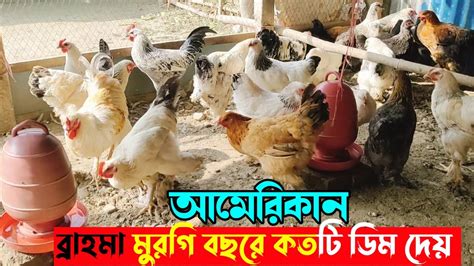 আমেরিকান ব্রাহমা মুরগি বছরে কতটি ডিম দেয়। এসএস এগ্রো ফার্ম। Ss Agro Fram। Shoriful Agro Youtube