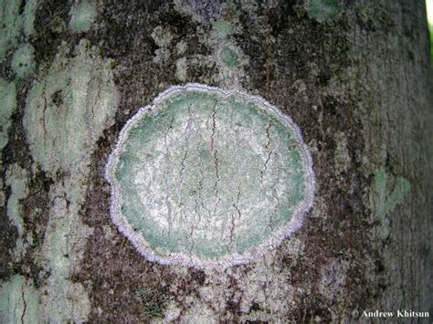 Lecanora Thysanophora