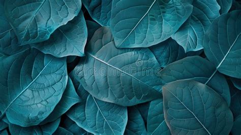 Vibrant Transformative Teal Color Leaf Background Stock Image Image