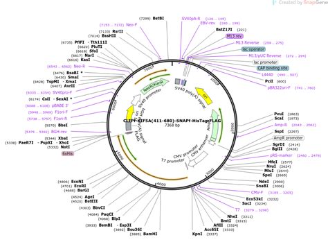 Addgene Clipf Kif5a411 680 Snapf Histag Flag