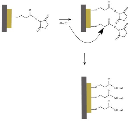 Quartz Crystal Microbalance Detection Of Aflatoxin B1 By Self Assembled Monolayer Technique