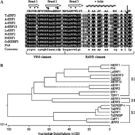 Comparison Of Ap2 Erf Domain Sequences And Dendrogram Of Erf Proteins Download Scientific