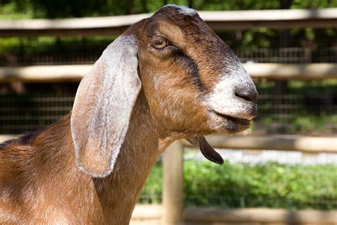 Nubian Dairy Goat