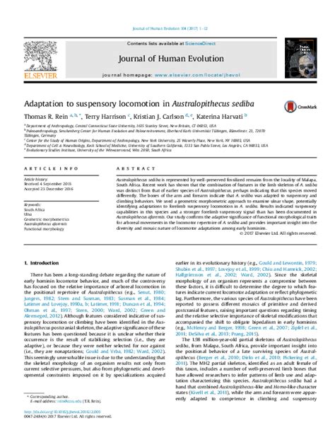 Pdf Adaptation To Suspensory Locomotion In Australopithecus Sediba