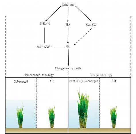 Submergence Tolerance Strategies In Rice Download Scientific Diagram