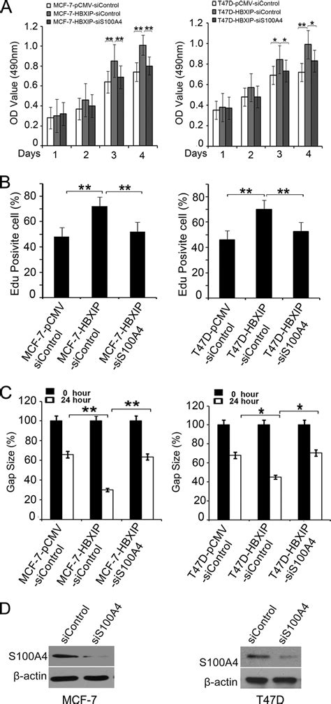 S100a4 Is Responsible For Hbxip Enhanced Proliferation And Migration Of