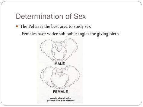 Ppt Forensic Anthropology Powerpoint Presentation Free Download Id