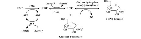 Scheme 1 Enzymatic Pathway For The One Pot Synthesis Of Udp D Glucose Download Scientific