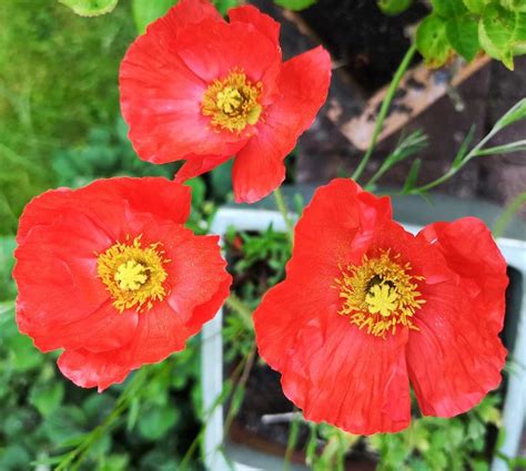 Growing Poppies In Pots Plant Addicts