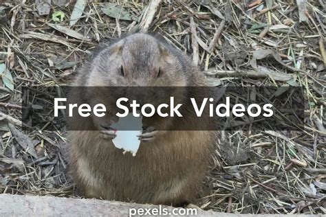 Sexycutegirl Videos Download The Best Free 4k Stock Video Footage