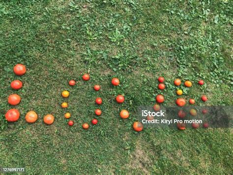 토마토에서 단어 문자 L O V E 사랑이라는 단어 녹색 잔디에 빨간색과 노란색 토마토에서 편지 건강한 음식 체중 감소 건강한 습관 파스타와 피자 토마토 건강한 식생활에