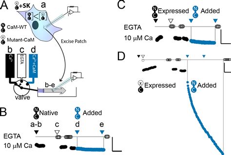 Calcium Dependence Of Both Lobes Of Calmodulin Is Involved In Binding