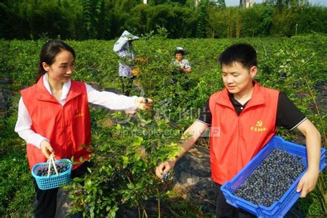 贵州遵义党员干部助农采摘蓝莓 人民图片网