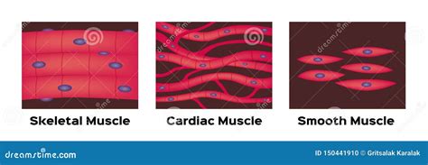 Skeletal Smooth And Cardiac Muscle Diagram Or Types Of Muscles Royalty