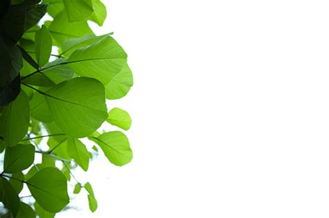 햇빛 아래 흰색 투명 한 하늘 배경에 고립 된 자연보기 녹색 잎을 닫고 배경 자연 식물 풍경 생태 벽지 개념으로 사용 하 여 공간을 복사 합니다 0명에 대한 스톡 사진 및