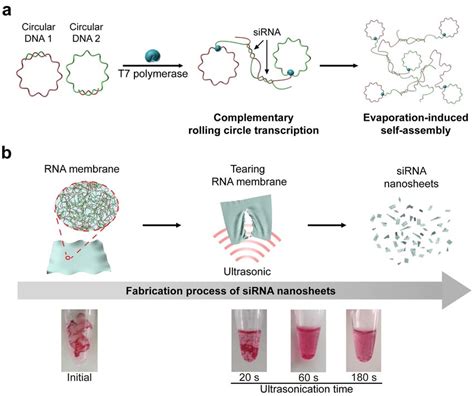 Schematic Illustration Of The Synthetic Process Of Sirna Ns A Design Download Scientific