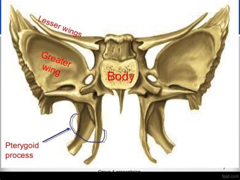 Sphenoid Bone Osteology