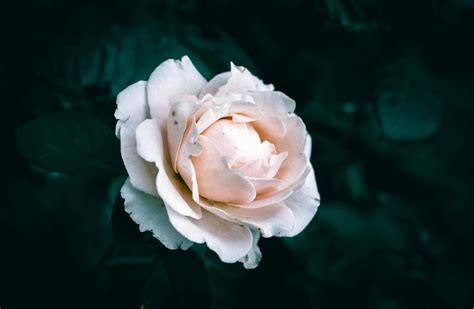 Frases Picaras Daisyquotes