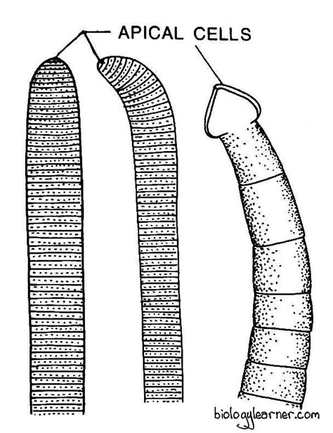 Oscillatoria Features Occurrence Structure Reproduction