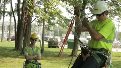 Tree Lopping Pruning Stump Grinding And Palm Cleaning