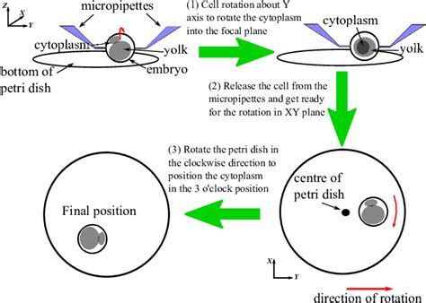 Schematic Illustration Of The 3 D Cell Rotation Process Download