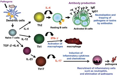 Figure 1 From Prostaglandin E 2 An Immunoactivator Semantic Scholar